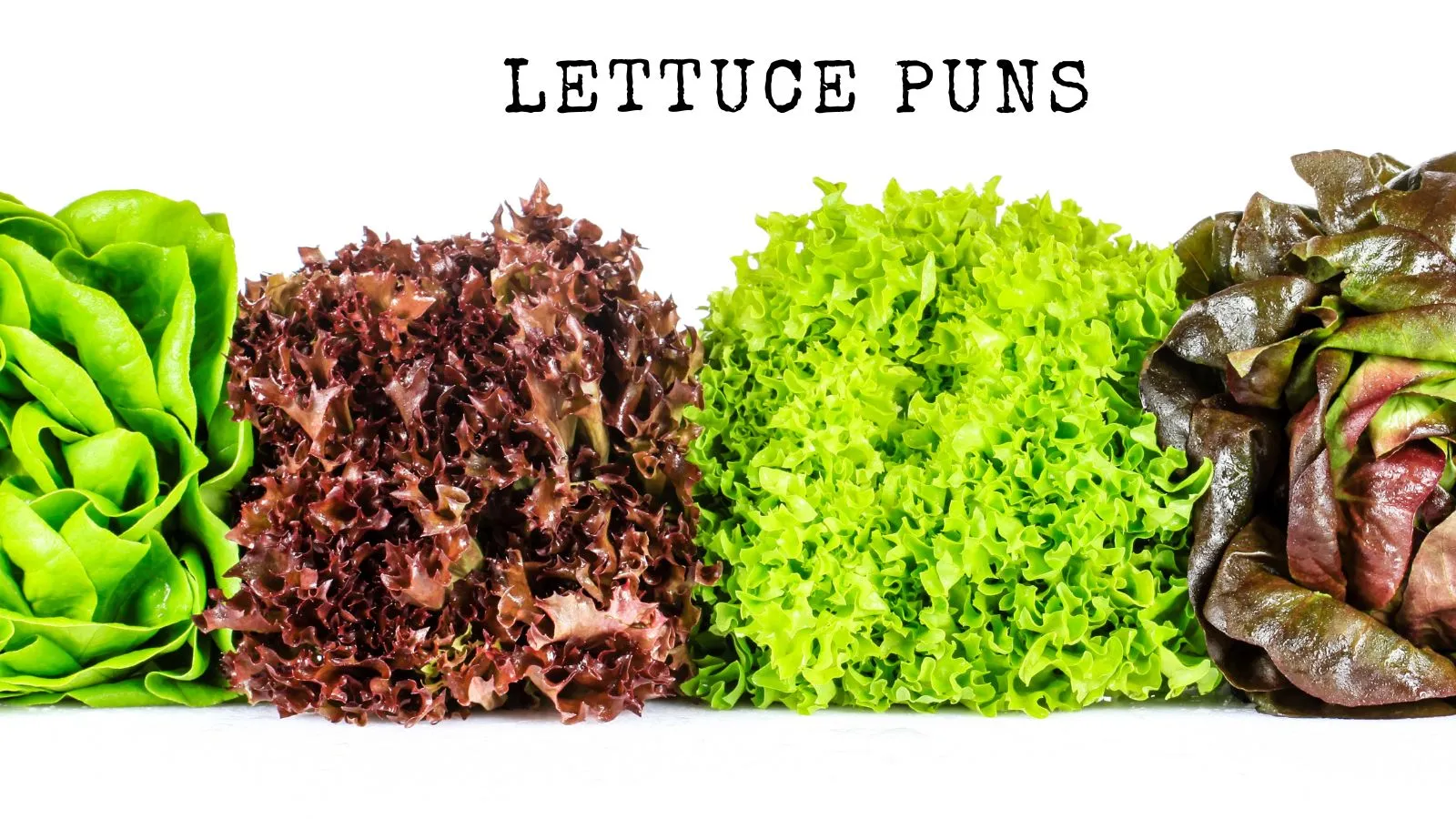 🥬Lettuce Puns That Will Leaf You Laughing