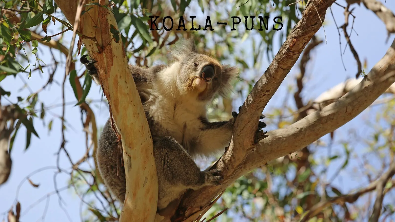 🐨Koala Puns That Are Un-bear-ably Funny