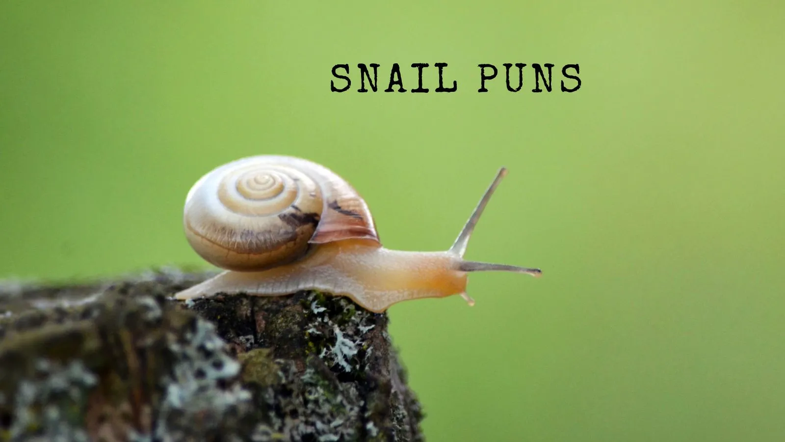 270+🐌Shell Yeah! Snail Puns You’ll Love