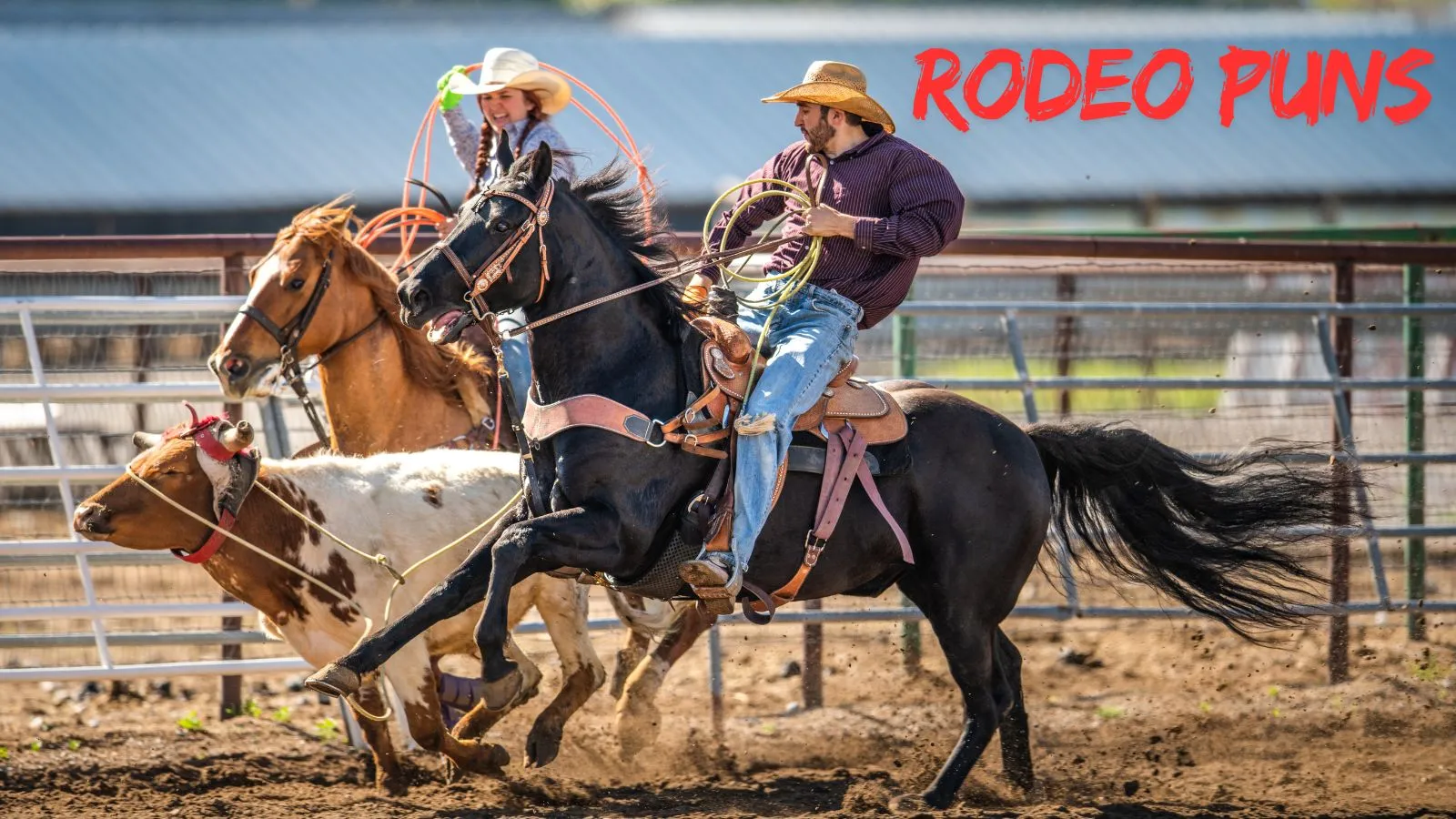 890+ Rodeo Puns That Are Un-bridle-ably Funny